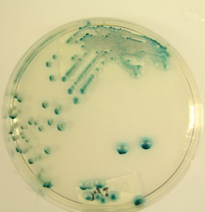 Candida species - Life Worldwide