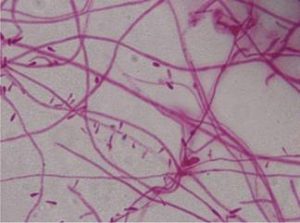 Trichophyton spp. - Life Worldwide
