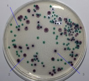 Fungal culture - Life Worldwide