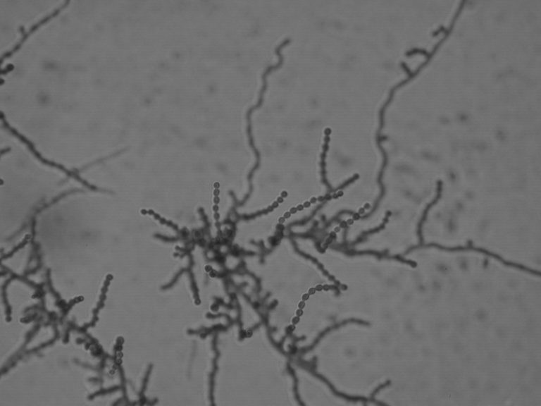 Filamentous fungi - Life Worldwide