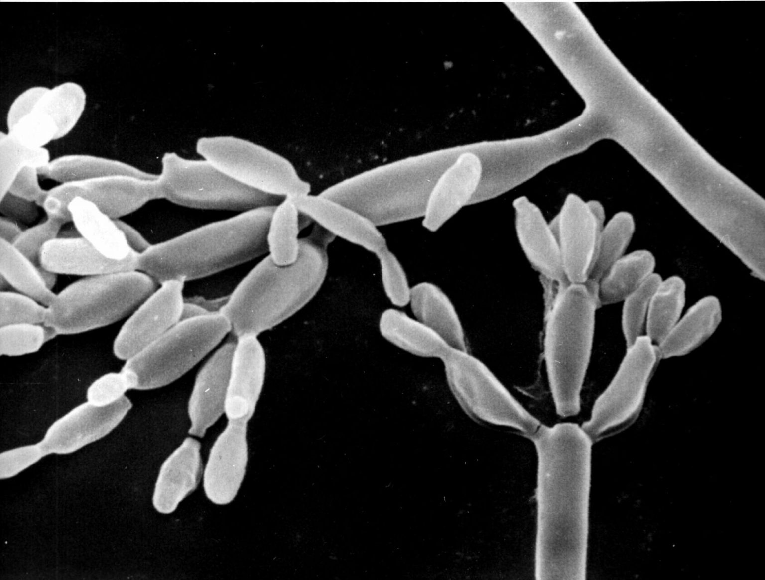 Filamentous fungi - Life Worldwide