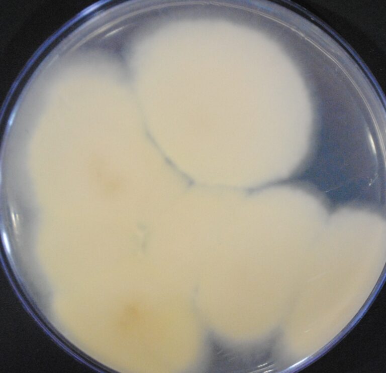 Trichophyton spp. - Life Worldwide