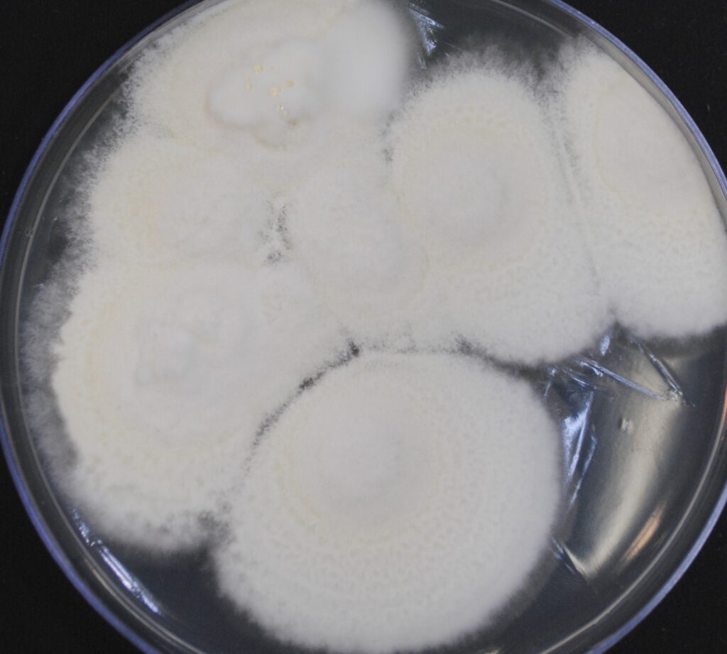 Trichophyton spp. - Life Worldwide